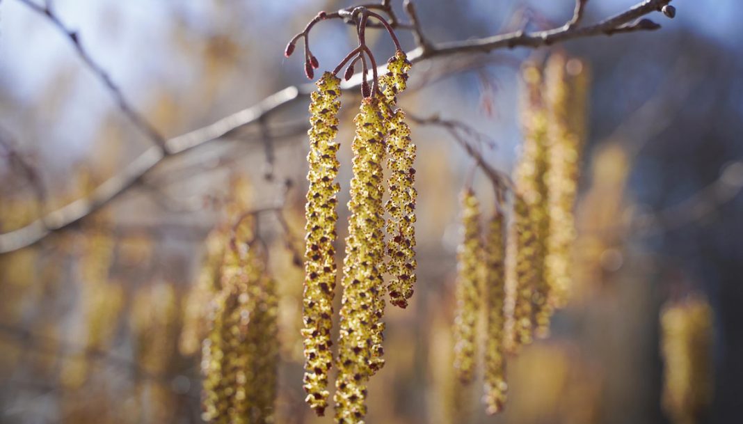 Pollensaison 2020 wird intensiv - Österreichische Lungenunion